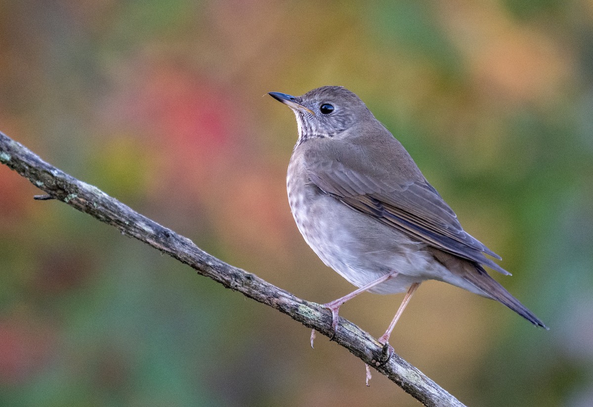 ML625328387 - Gray-cheeked Thrush - Macaulay Library