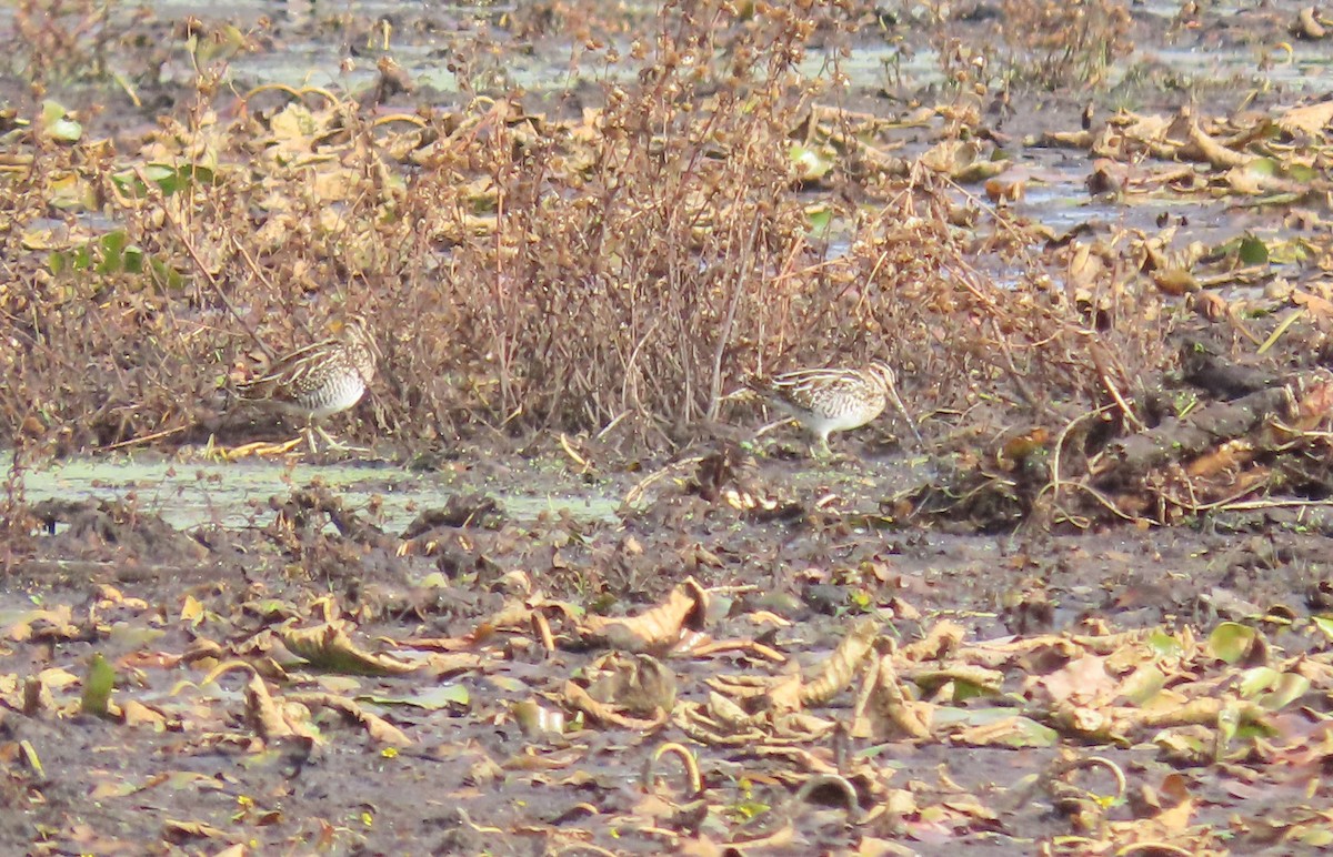 eBird Checklist - 23 Oct 2024 - Cedar Swamp Wetland Conservation Area ...