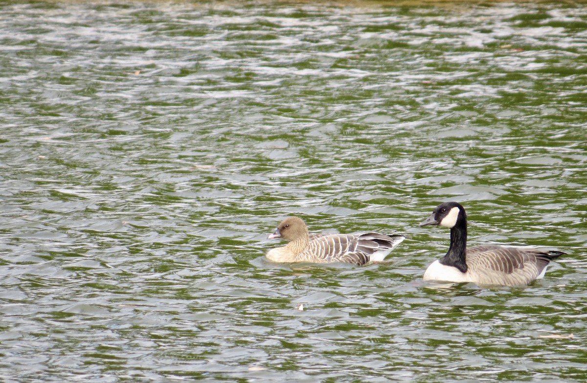 eBird Checklist - 23 Oct 2024 - Rue du Golf-Cristal, St-Rosaire CA-QC ...