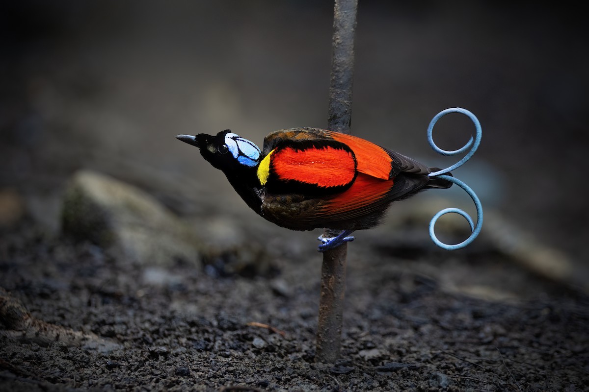 eBird Checklist - 15 Oct 2024 - Waisai, West Papua, ID (-0.4, 130.811 ...