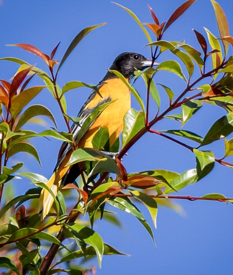 eBird Checklist - 23 Oct 2024 - Monterey--Hawthorne/Prescott ...