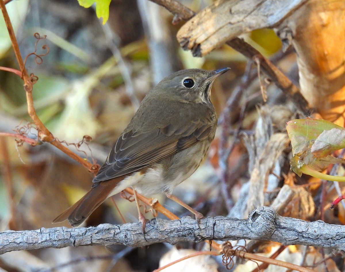 eBird Checklist - 23 Oct 2024 - Waneka Lake/Greenlee Preserve - 28 ...