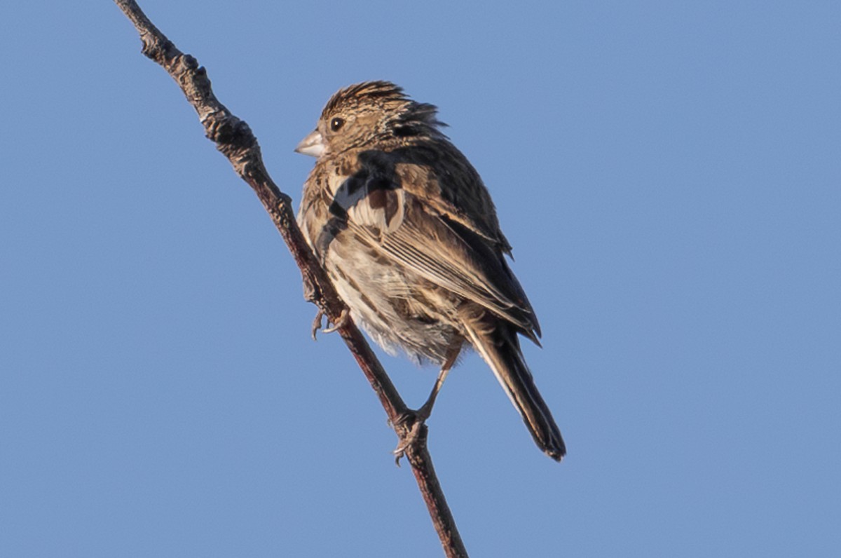 eBird Checklist - 23 Oct 2024 - Lighthouse Community Garden - 5 species