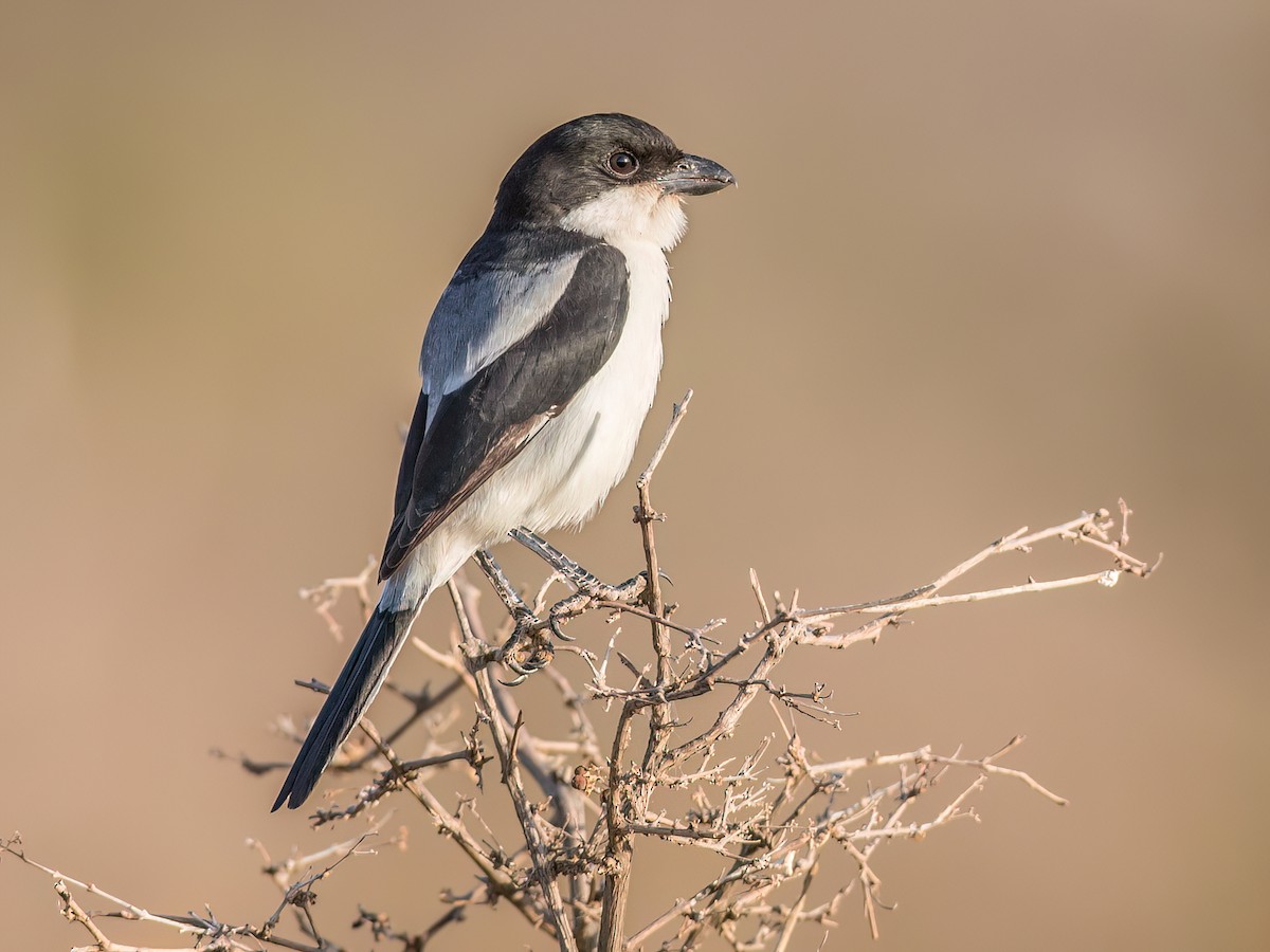 Taita Fiscal - Lanius dorsalis - Birds of the World