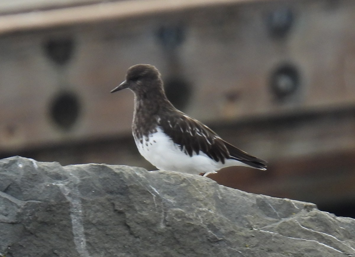 eBird Checklist - 23 Oct 2024 - Edmonds Public Fishing Pier - 10 species