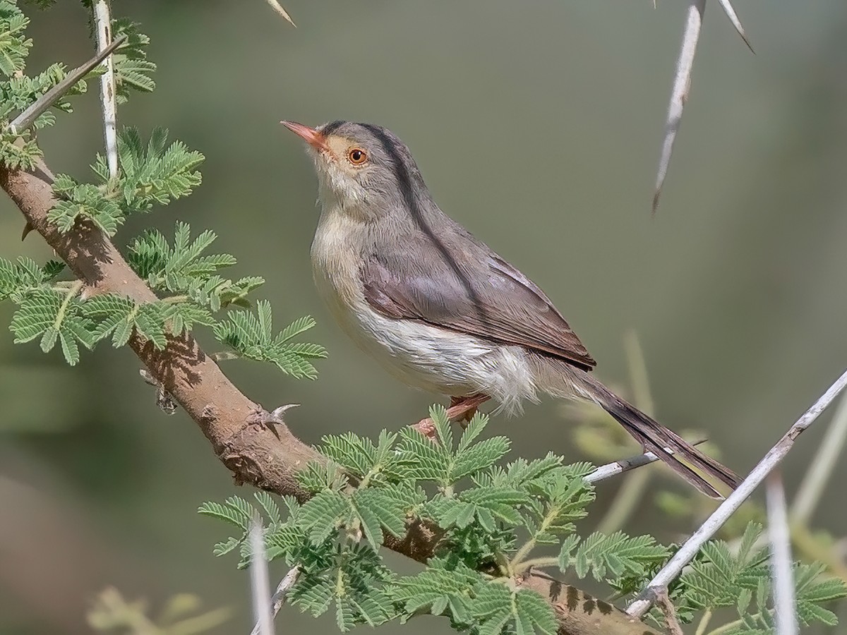 Buff-bellied Warbler - Phyllolais pulchella - Birds of the World