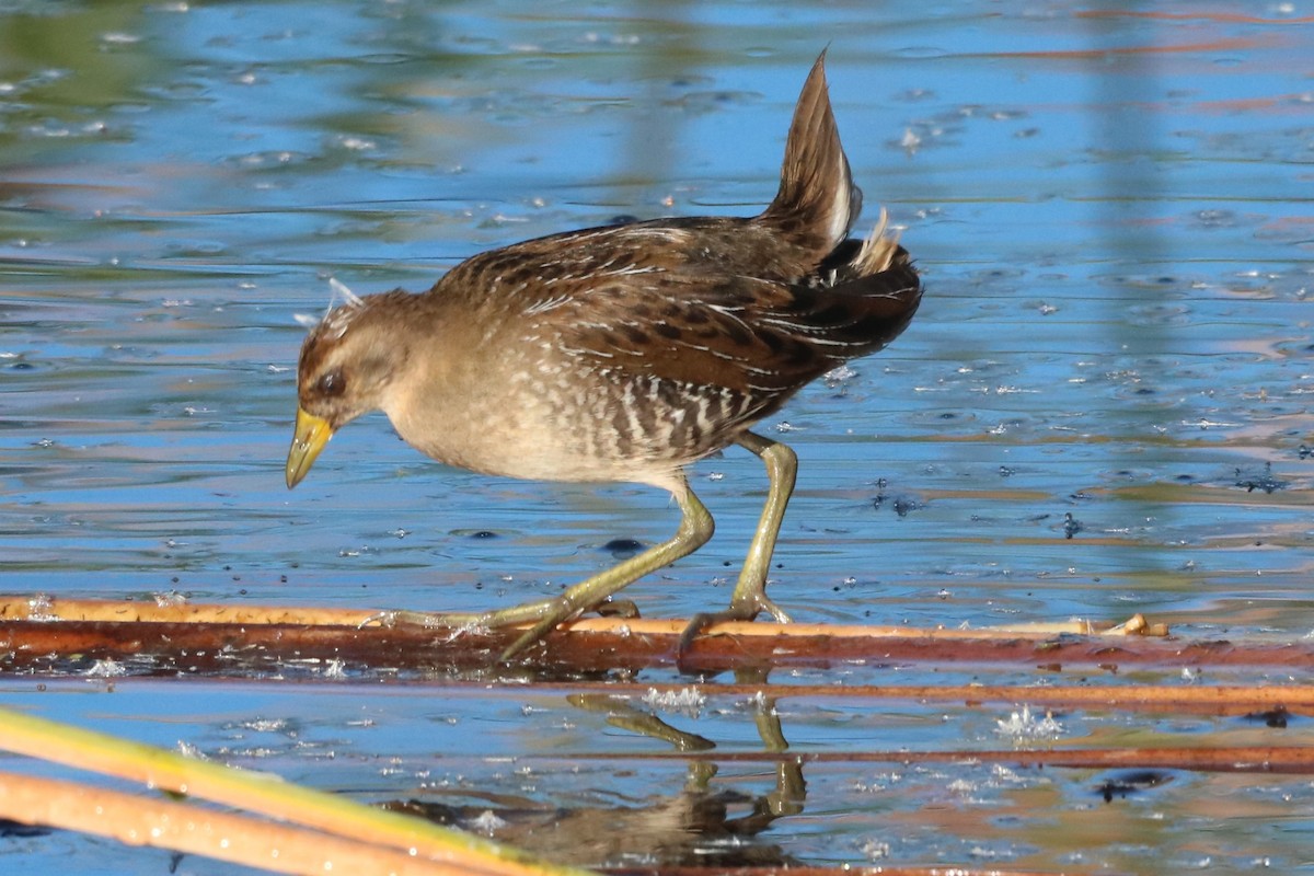 eBird Checklist - 22 Oct 2024 - **Back Bay NWR - 50 species (+1 other taxa)