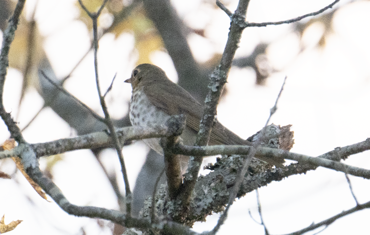 eBird Checklist - 24 Oct 2024 - Ingham Spring - 35 species (+3 other taxa)