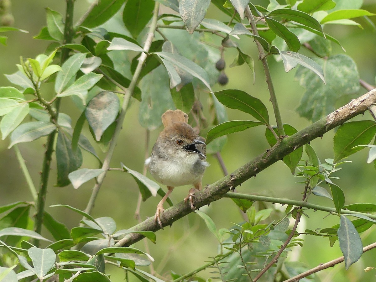 eBird Checklist - 24 Oct 2024 - Arusha NP - 27 species
