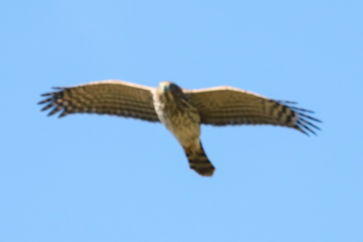 Pennsylvania Bird Atlas Checklist - 24 Oct 2024 - 399 Upper Georges Valley Rd, Spring Mills US ...