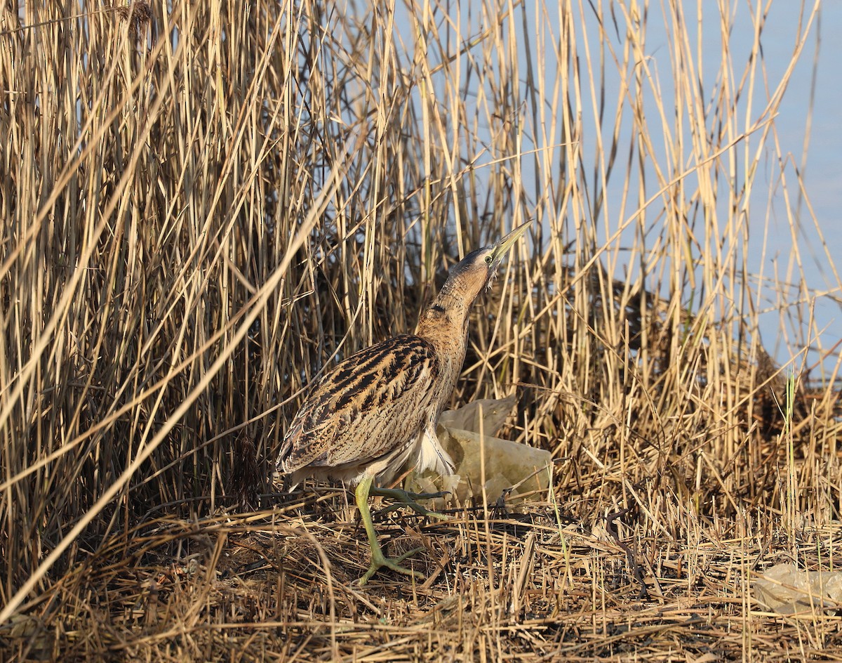 ML625370166 - Eurasian Bittern - Macaulay Library