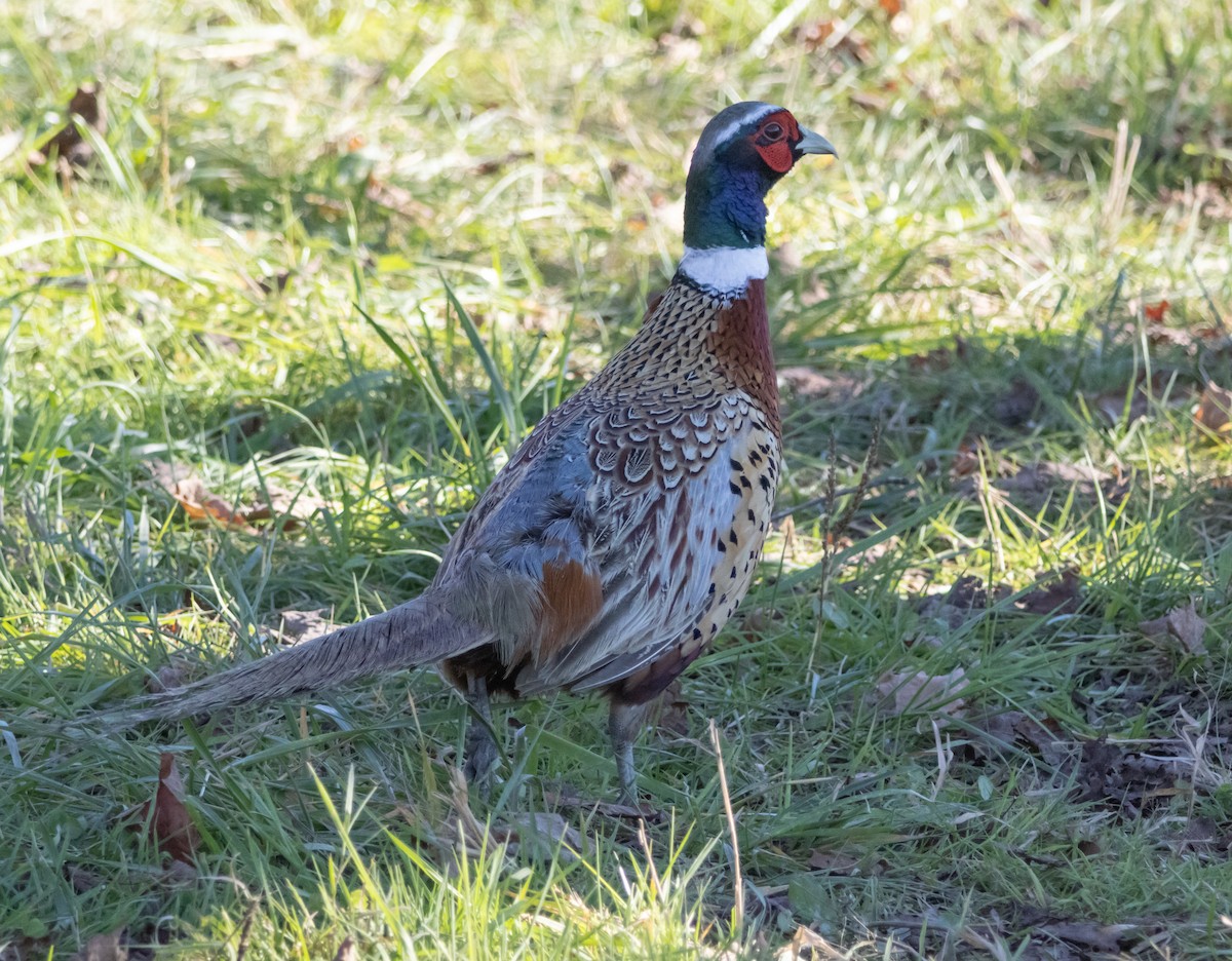 Pennsylvania Bird Atlas Checklist - 24 Oct 2024 - SGL 95 Edenboro ...