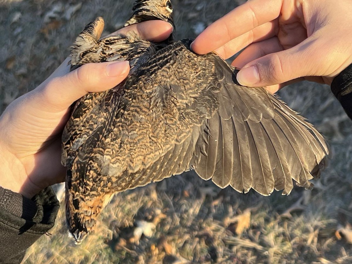 eBird Checklist - 24 Oct 2024 - Sand Bluff Bird Observatory - 19 species