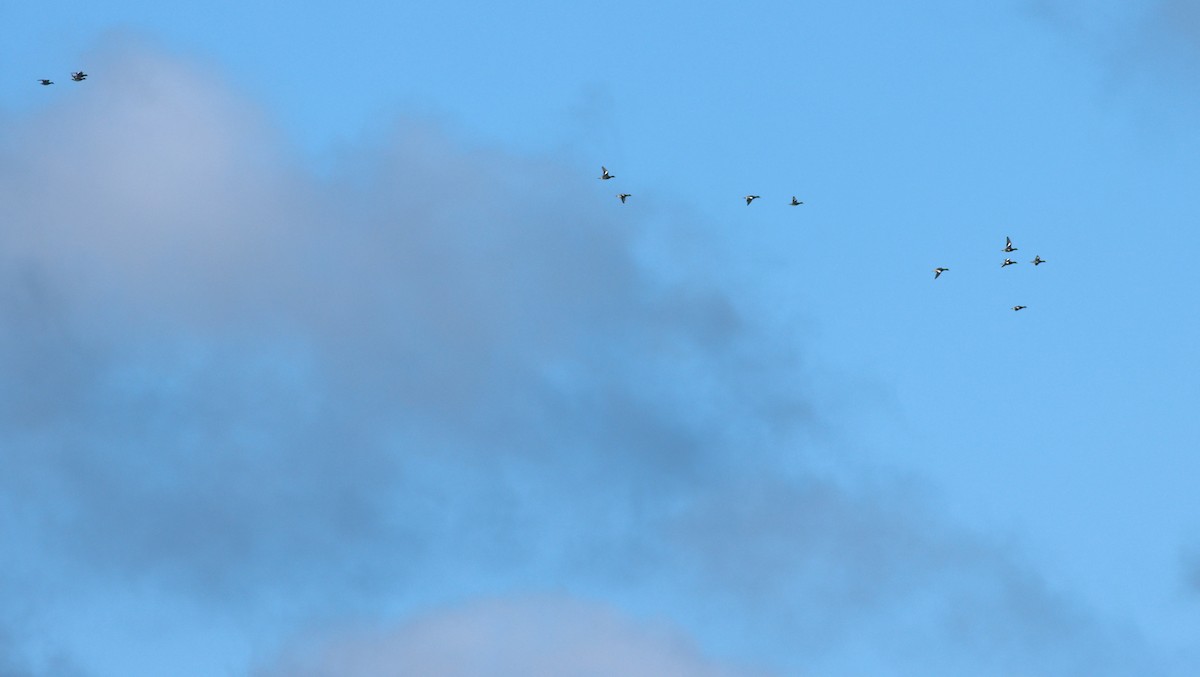 eBird Checklist - 24 Oct 2024 - Presque Isle SP--Gull Pt. - 36 species (+3 other taxa)