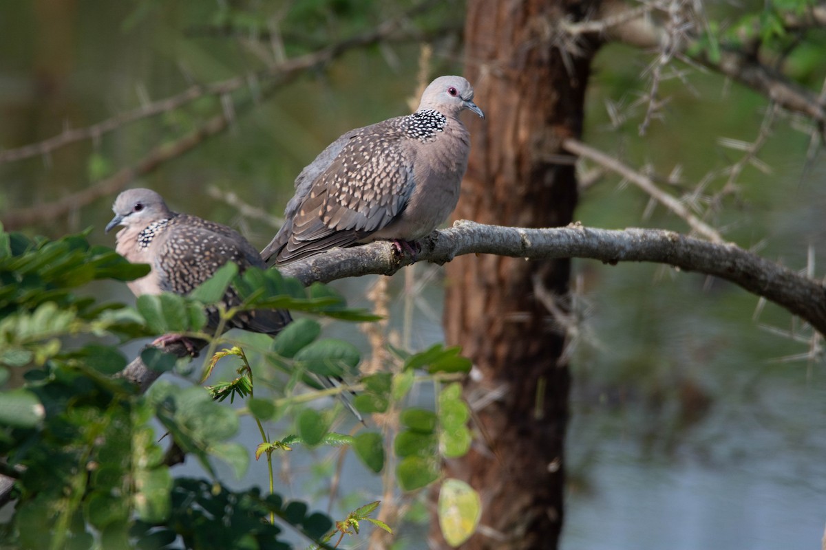 ML625388968 - Spotted Dove - Macaulay Library