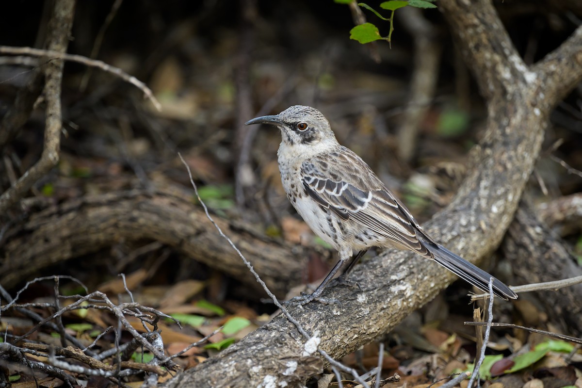 eBird Checklist - 24 Oct 2024 - Floreana--Bahía cercana a Punta ...