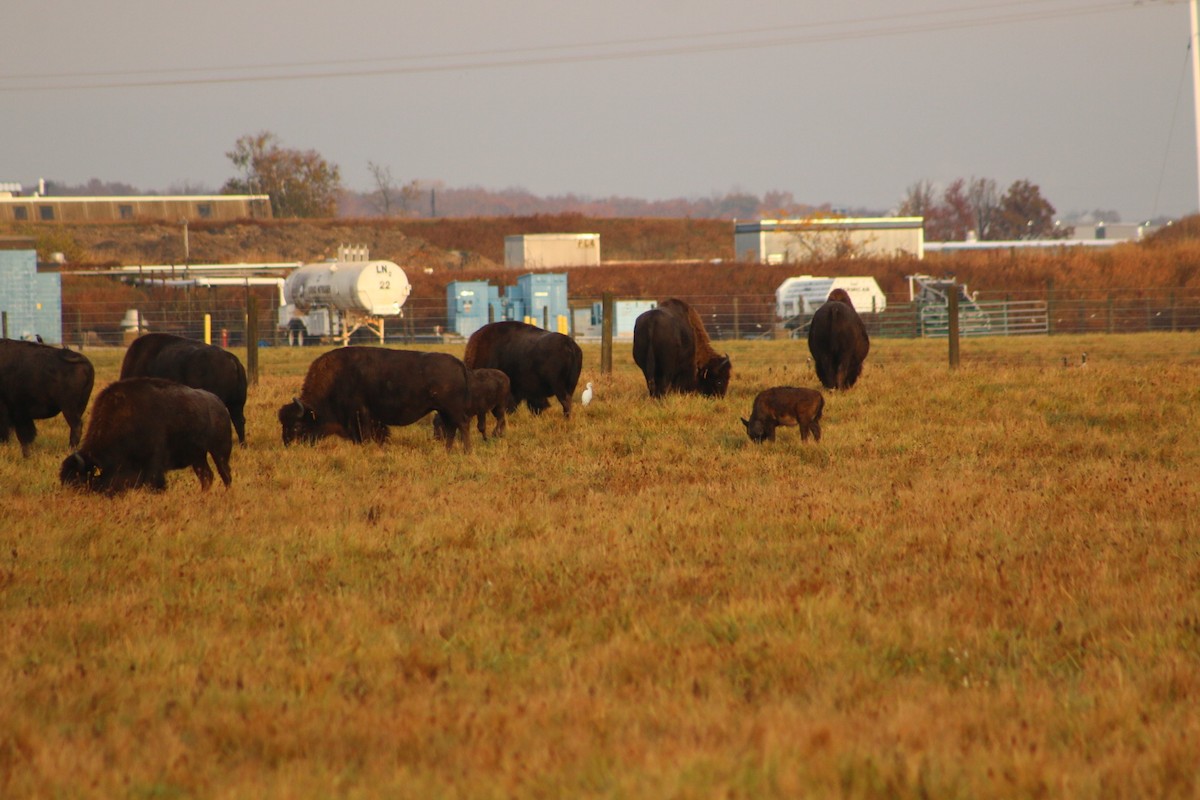 eBird Checklist - 25 Oct 2024 - Fermilab (DuPage Co.) - 32 species