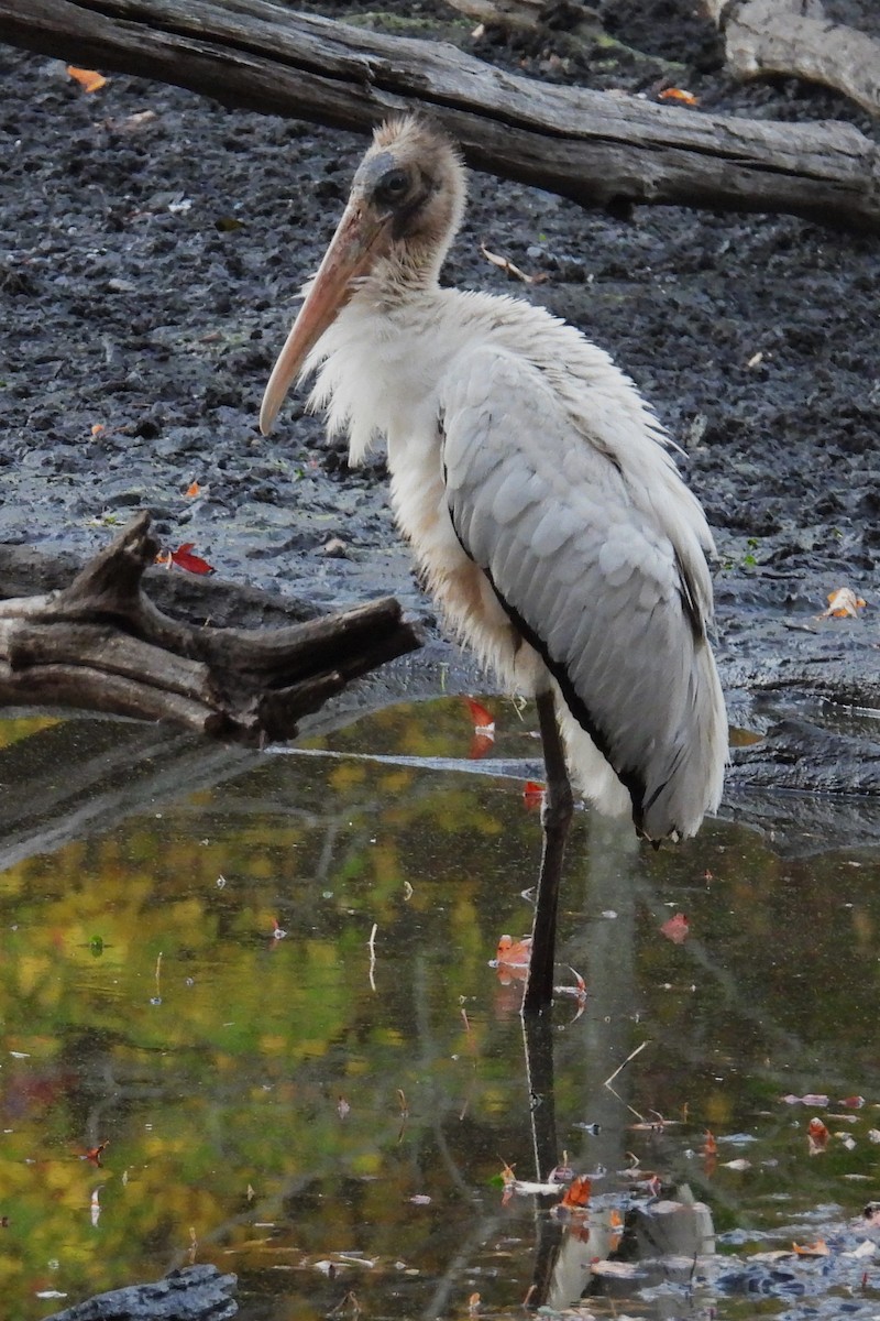 eBird Checklist - 25 Oct 2024 - North Mt. Loretto SF--Snag Swamp - 6 ...