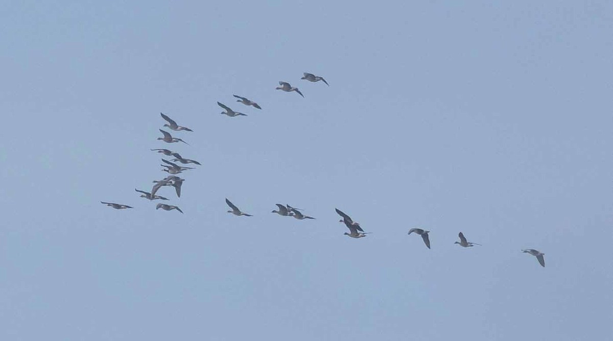 eBird Checklist - 23 Oct 2024 - Spurn Bird Observatory Recording Area ...