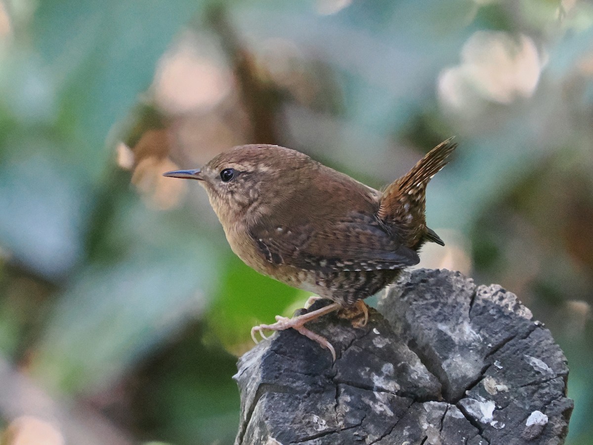 ML625413320 - Pacific Wren - Macaulay Library