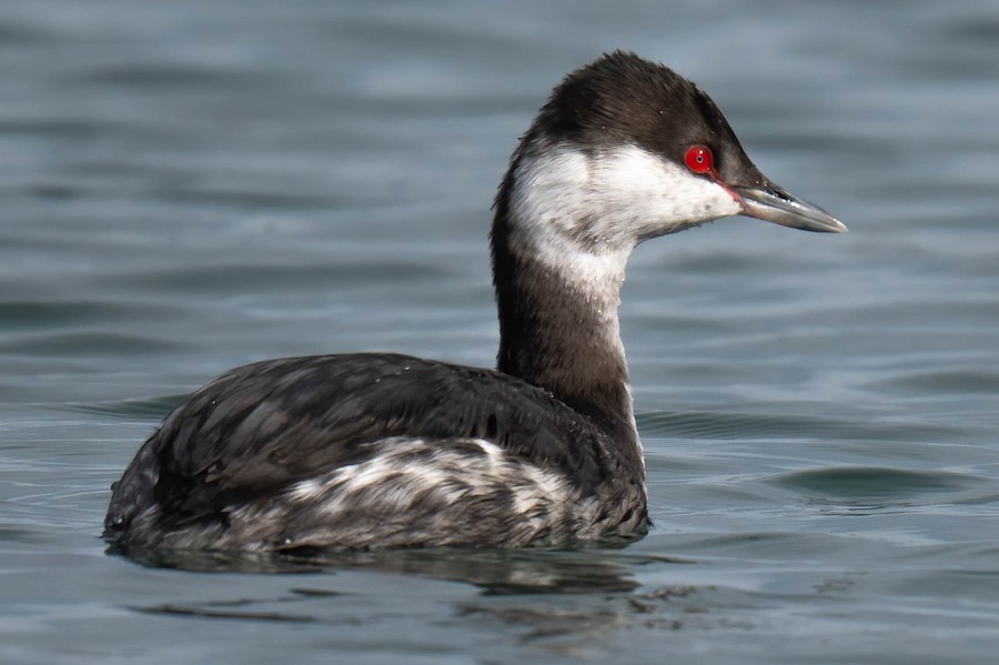 Horned/Eared Grebe - eBird