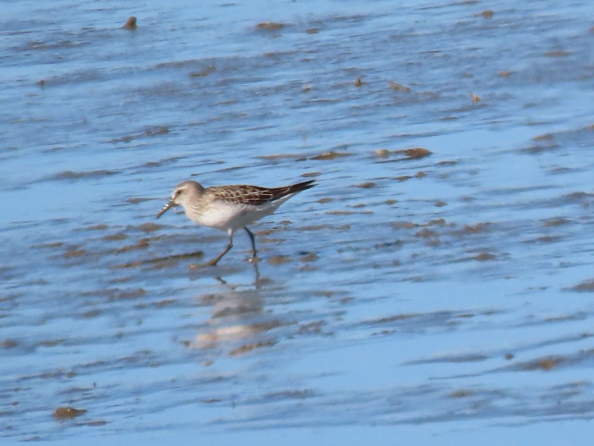 eBird Checklist - 25 Oct 2024 - Hart-Miller Island - 77 species