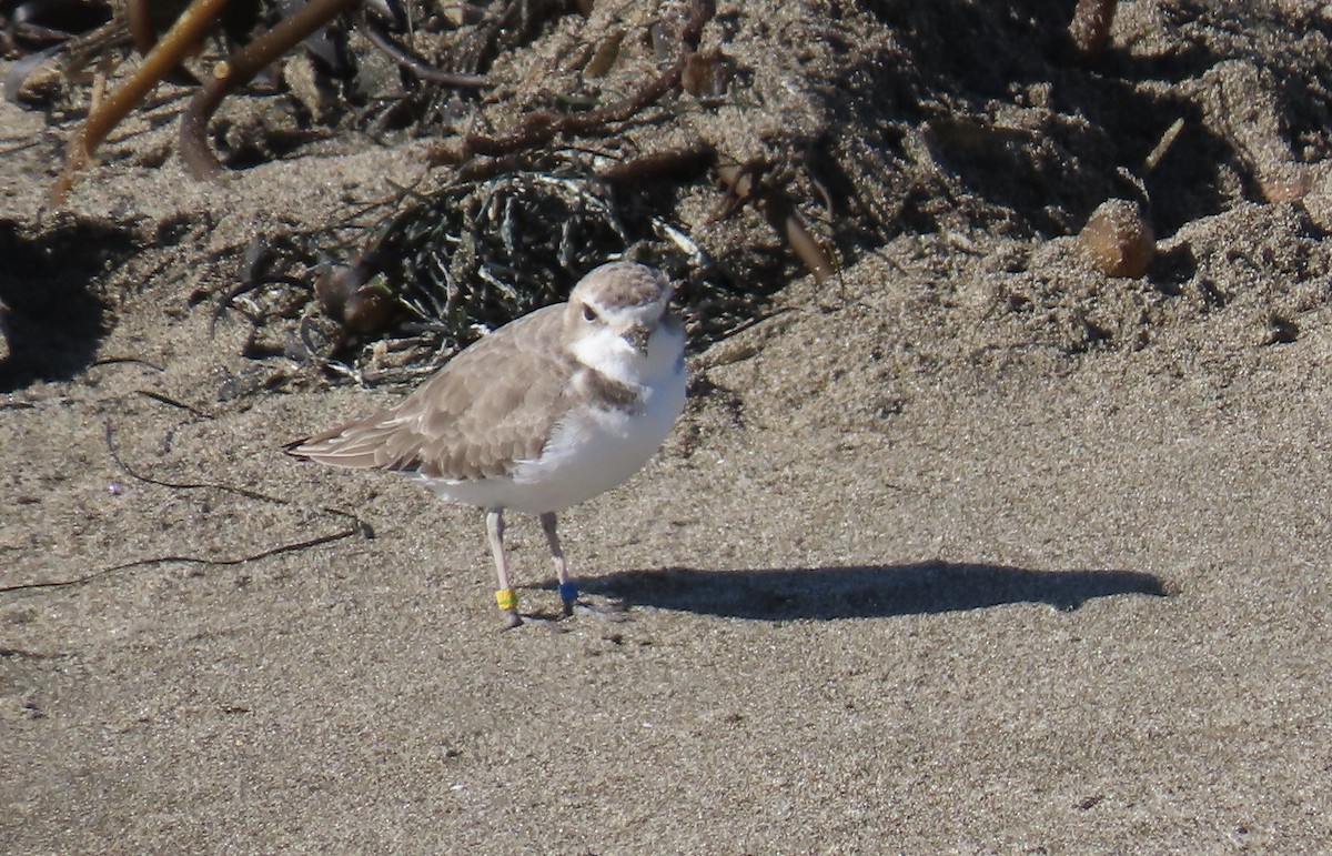 ML625423129 - Snowy Plover - Macaulay Library