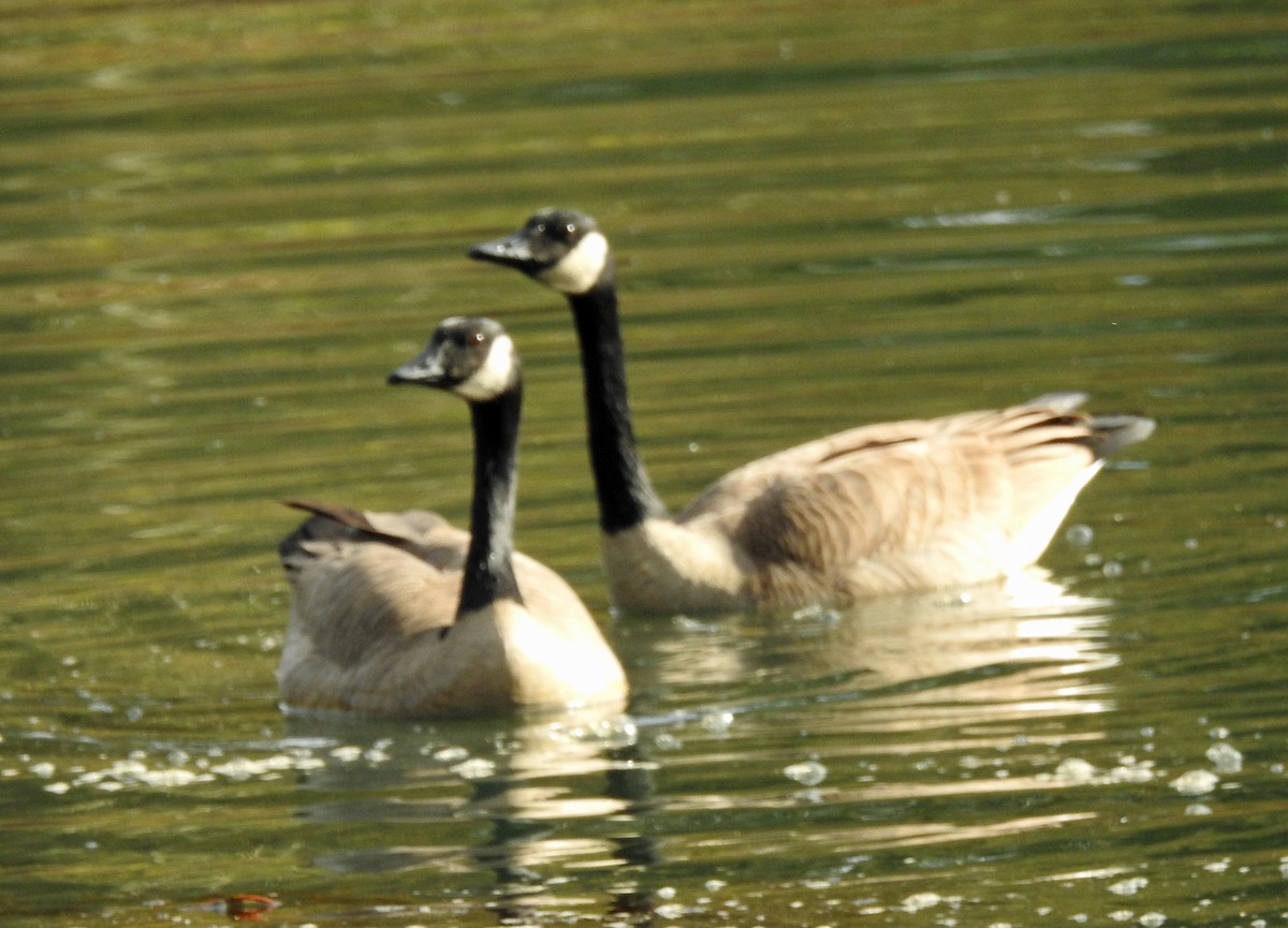 eBird Checklist - 25 Oct 2024 - John Neal Memorial Park - 26 species