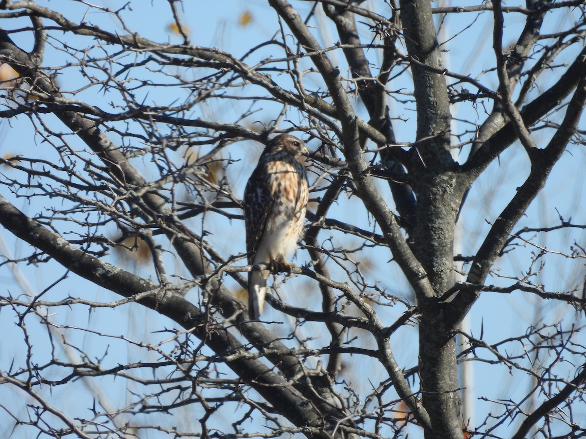 eBird Checklist - 26 Oct 2024 - Limberlost Swamp Wetland Preserve ...