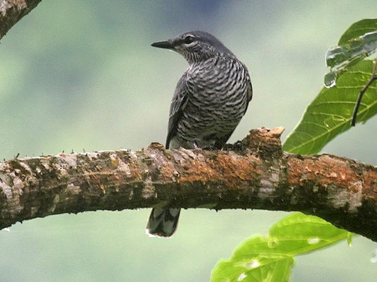 Sangihe Cicadabird - Edolisoma salvadorii - Birds of the World