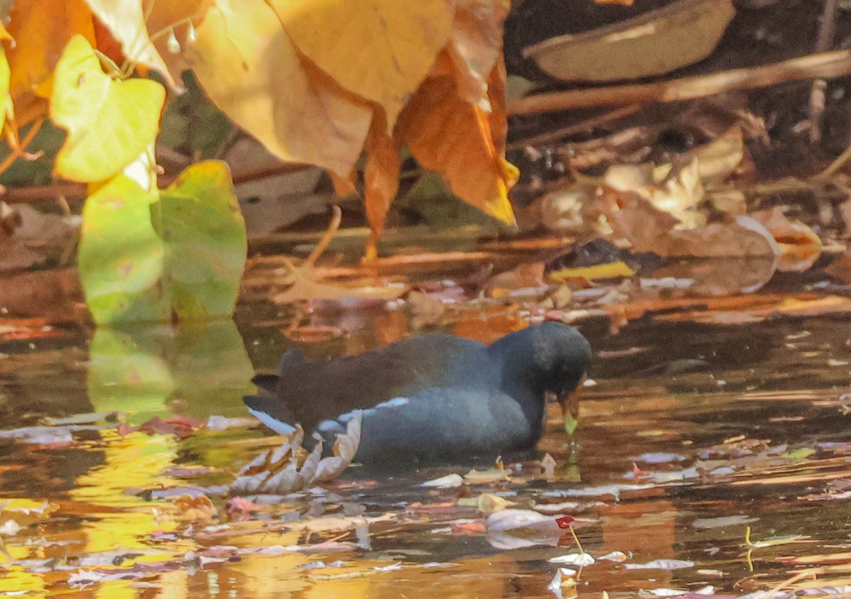 eBird Checklist - 26 Oct 2024 - 689 Mercer St, Princeton US-NJ 40.32693 ...