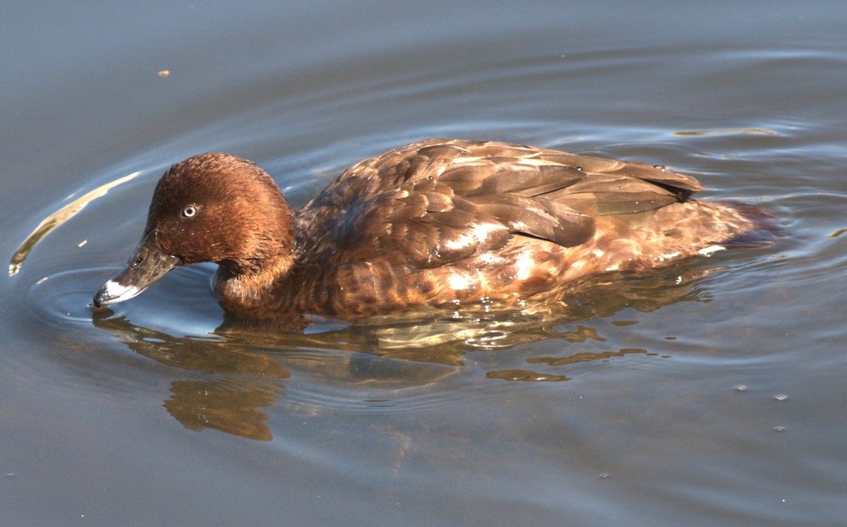 eBird Checklist - 8 Aug 2009 - UQ Lakes - 33 species