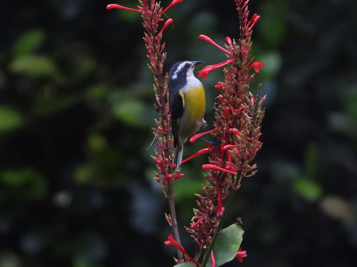eBird Checklist - 26 Oct 2024 - Gumbo Limbo Nature Center - 5 species