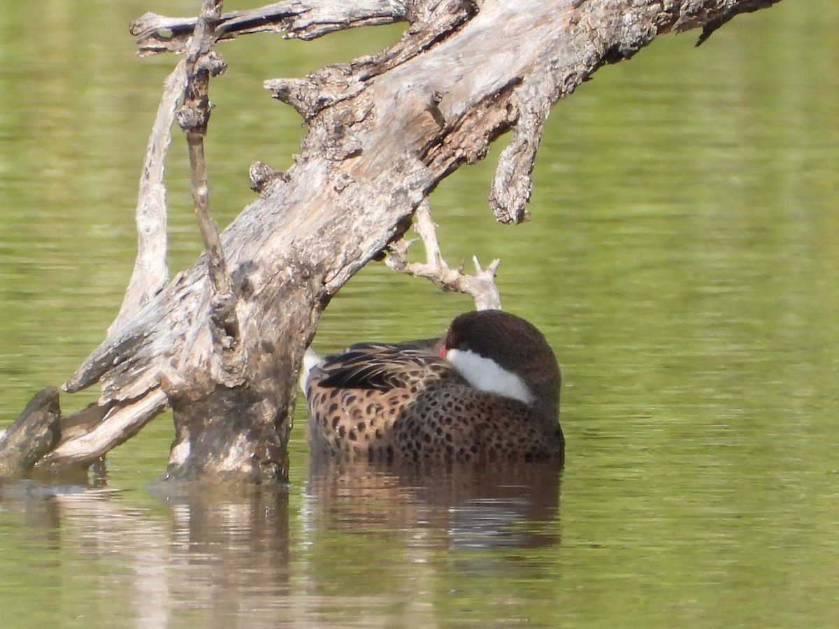 eBird Checklist - 26 Oct 2024 - Indian Cemetery Trail - 2 species