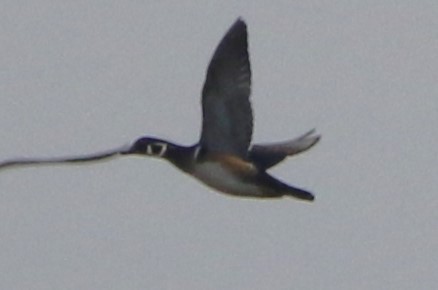 eBird Checklist - 26 Oct 2024 - Occoquan Bay NWR - 58 species (+1 other ...