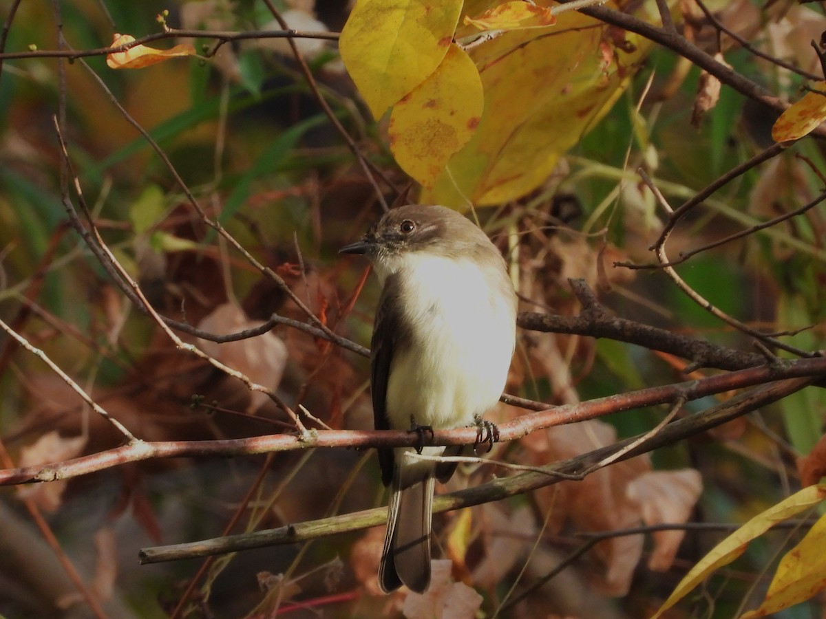 eBird Checklist - 26 Oct 2024 - Big Spring Drive, Lexington (Lavender ...