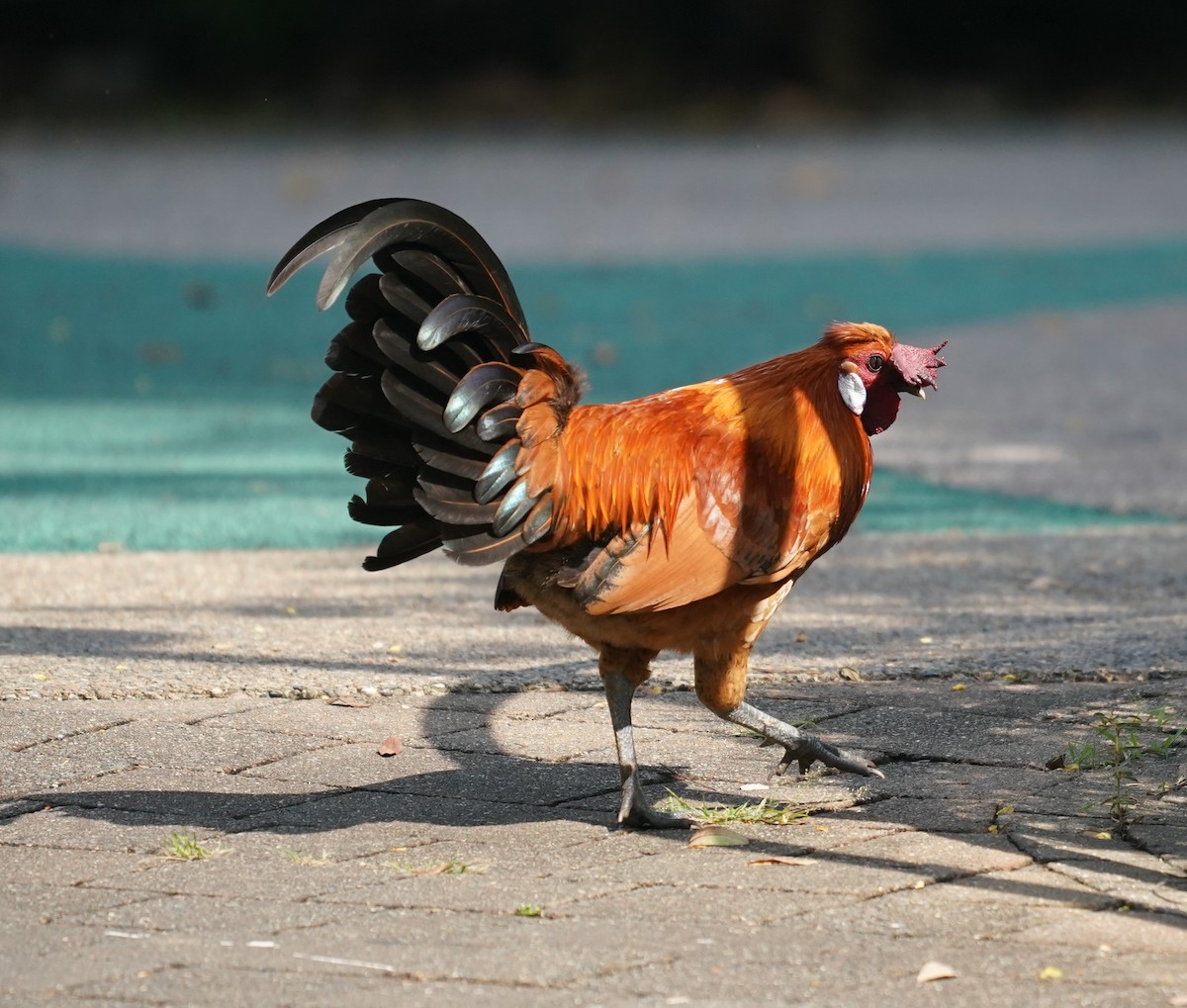 eBird Checklist - 25 Oct 2024 - Marsiling drive Blk 12C - 7 species