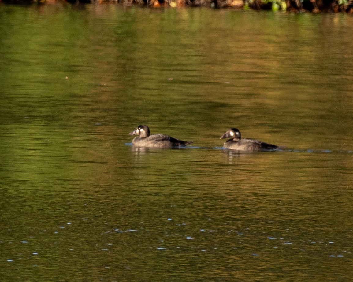 Pennsylvania Bird Atlas Checklist - 27 Oct 2024 - Lake Redman William ...