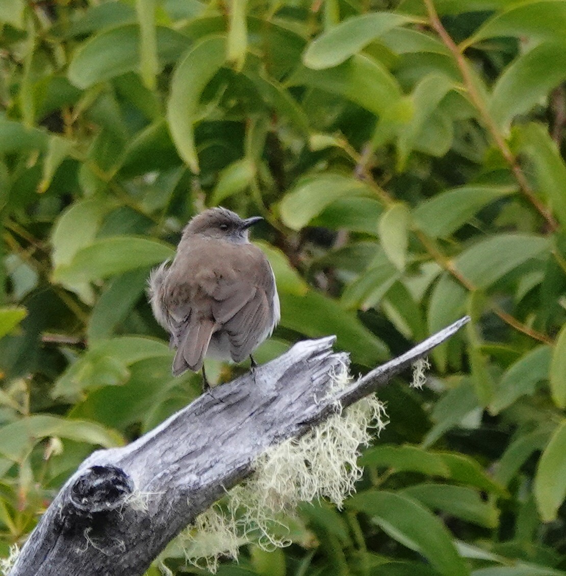 ML625497751 - Omao - Macaulay Library