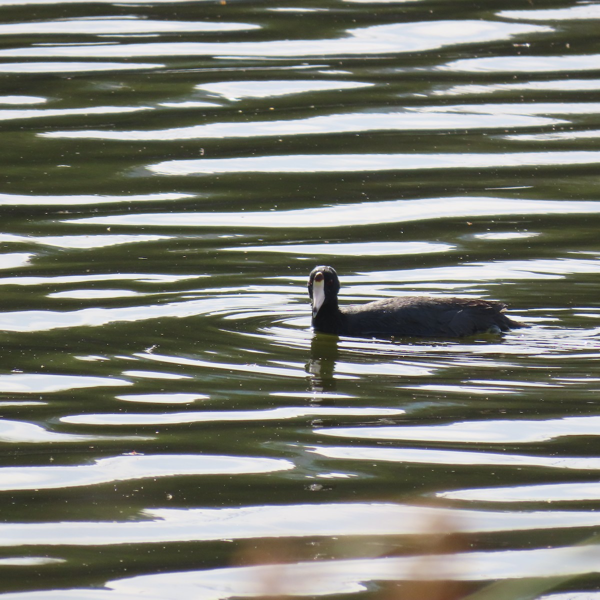 eBird Checklist - 27 Oct 2024 - Veeh Reservoir - 28 species