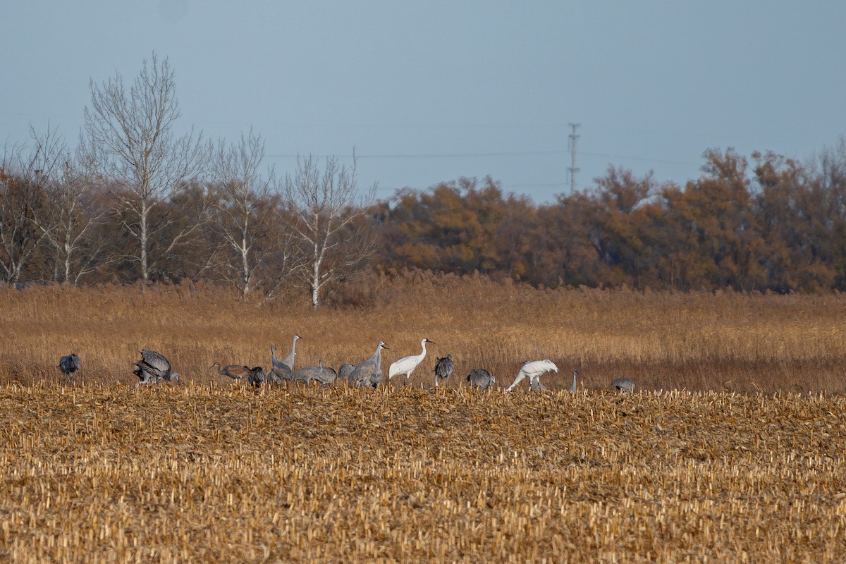 eBird Checklist - 27 Oct 2024 - Western Prairie Scientific and Natural ...