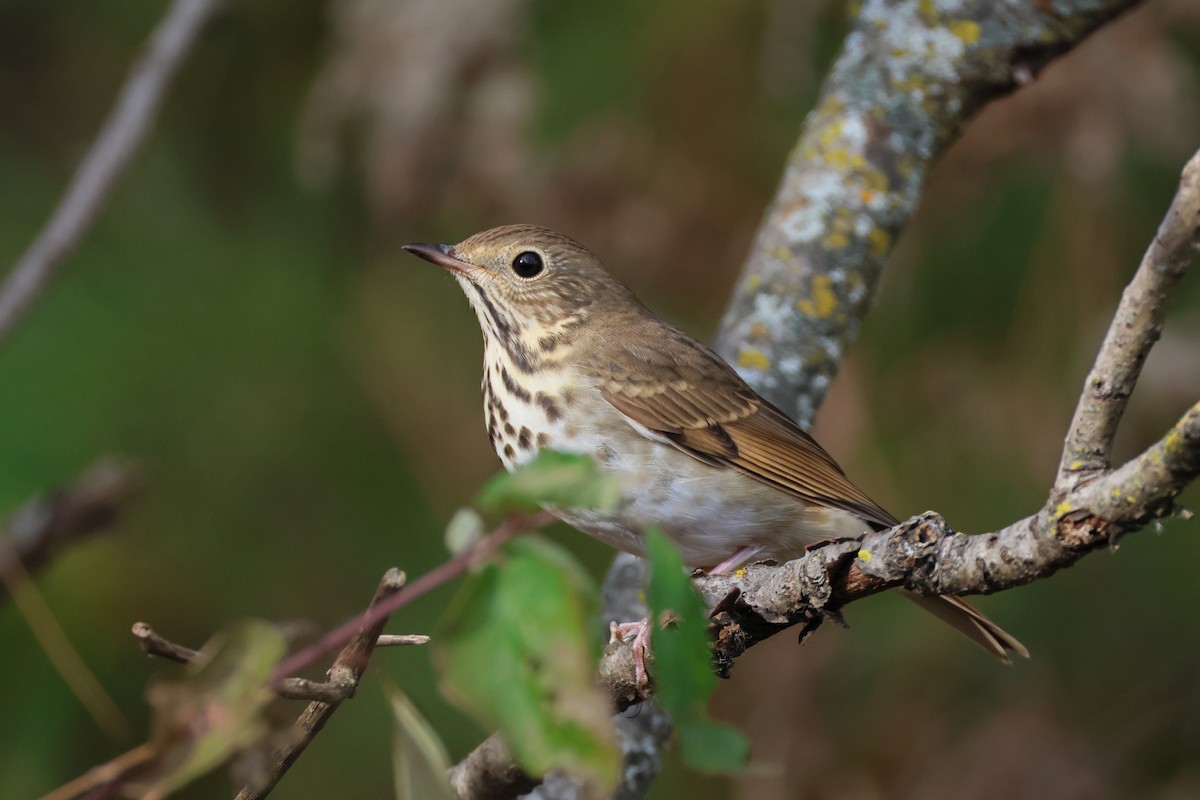 ML625511879 - Hermit Thrush - Macaulay Library