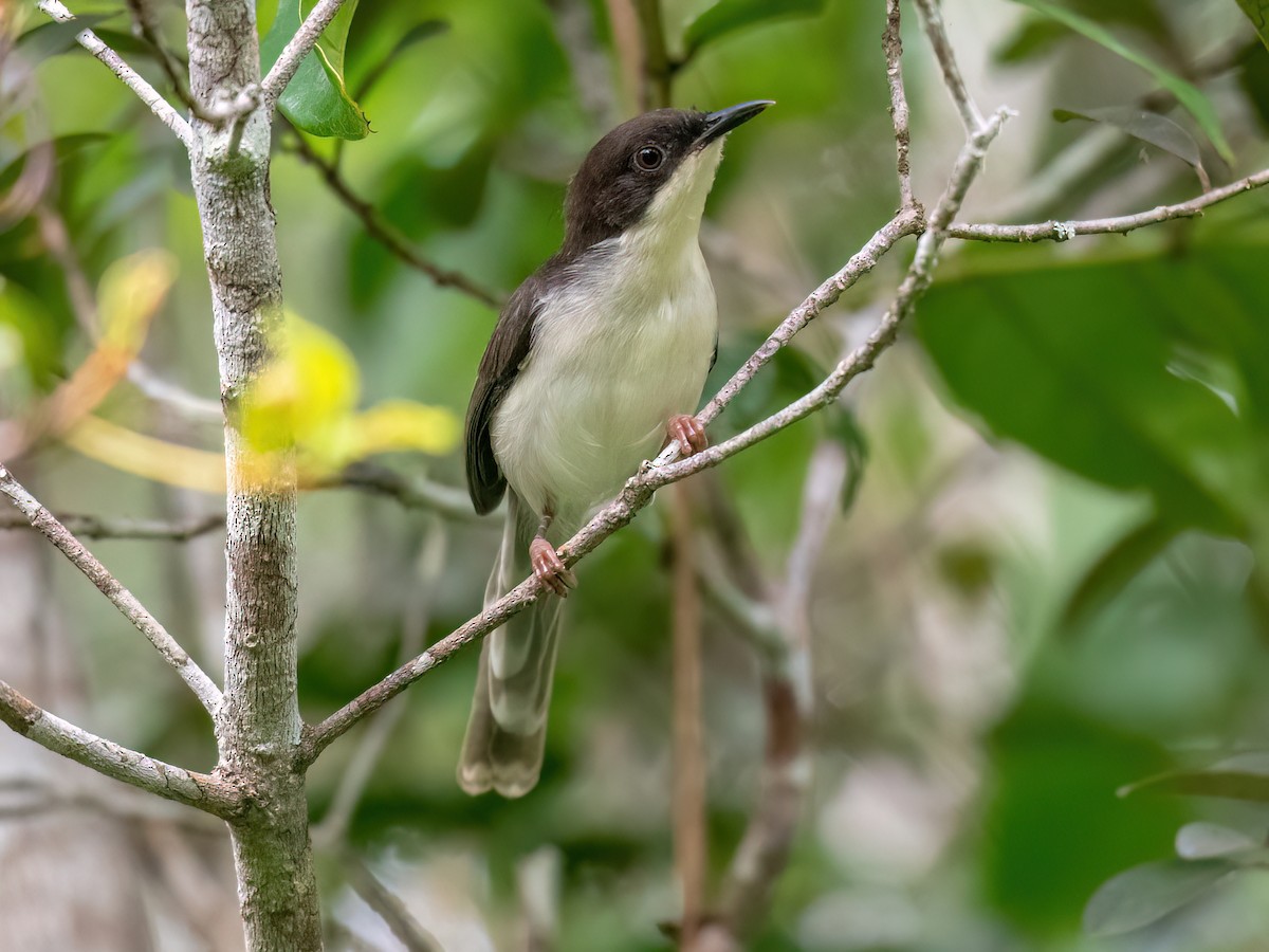 Black-headed Apalis - Apalis melanocephala - Birds of the World