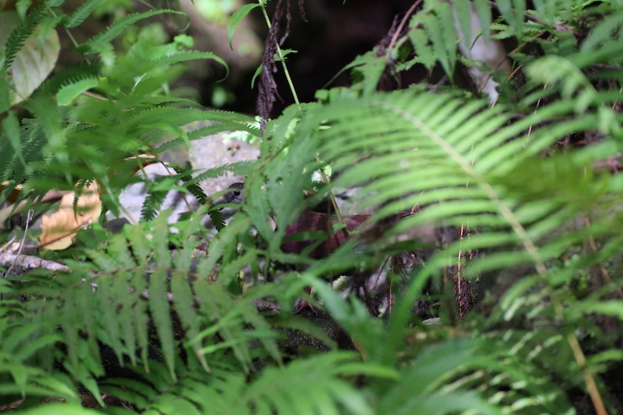 Santa Cruz Ground Dove - eBird