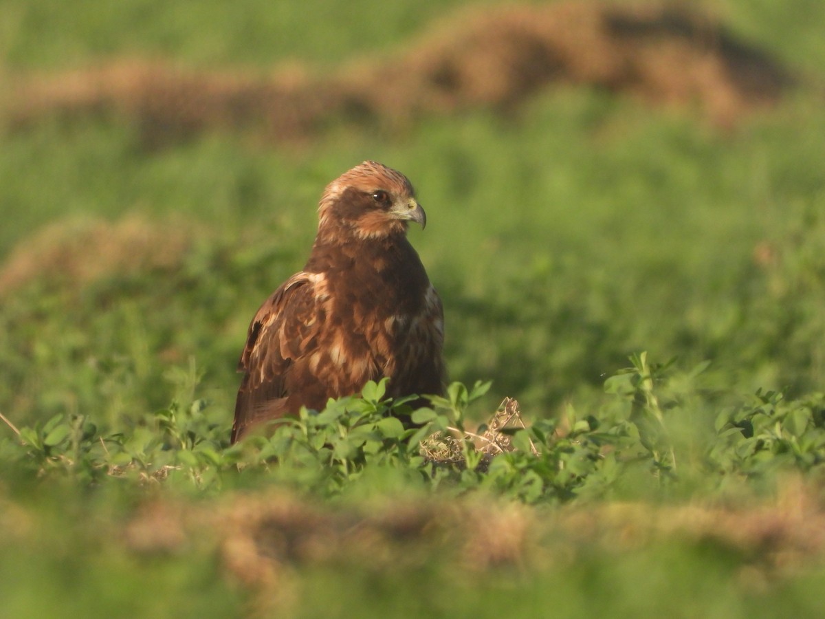 ML625536074 - Western Marsh Harrier - Macaulay Library
