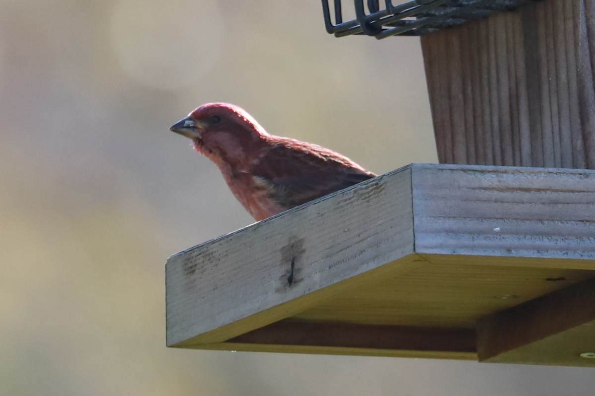 Pennsylvania Bird Atlas Checklist - 27 Oct 2024 - 399 Upper Georges Valley Rd, Spring Mills US ...
