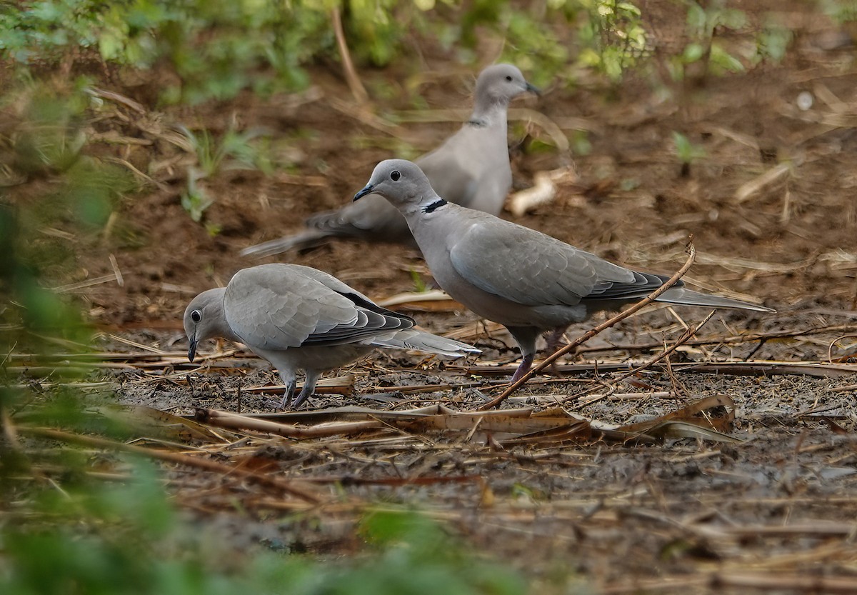 ML625539268 - Eurasian Collared-Dove - Macaulay Library