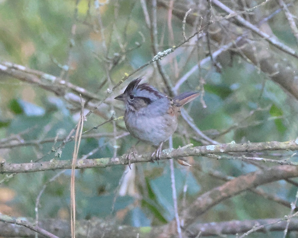 ML625539965 - Swamp Sparrow - Macaulay Library