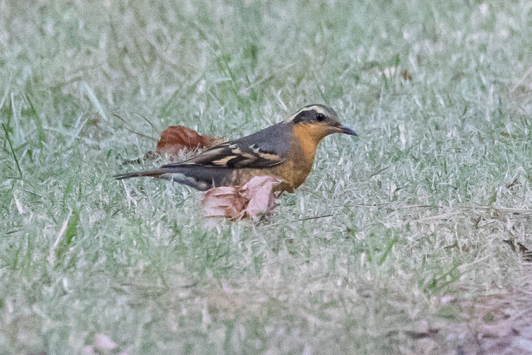 ML625541369 - Varied Thrush - Macaulay Library