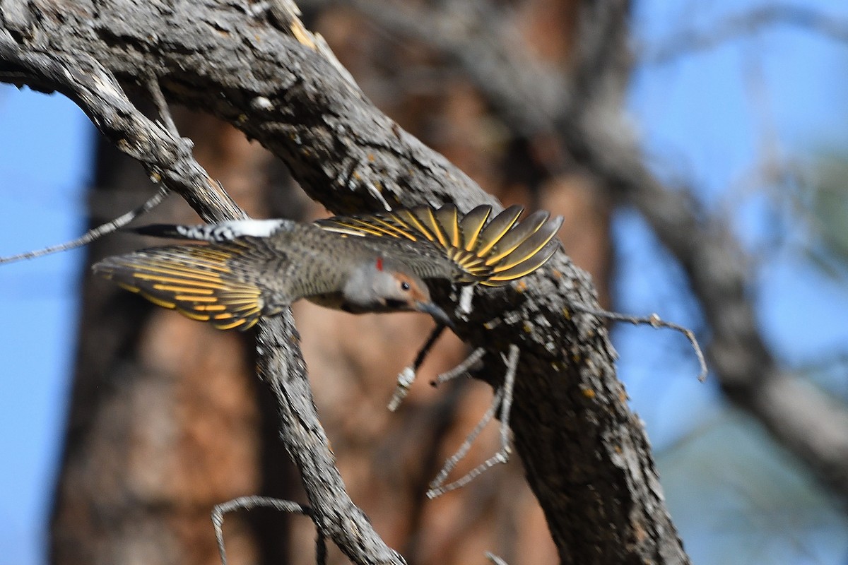eBird Checklist - 28 Oct 2024 - Cibola NF--Mars Court Wild Turkey Trail ...
